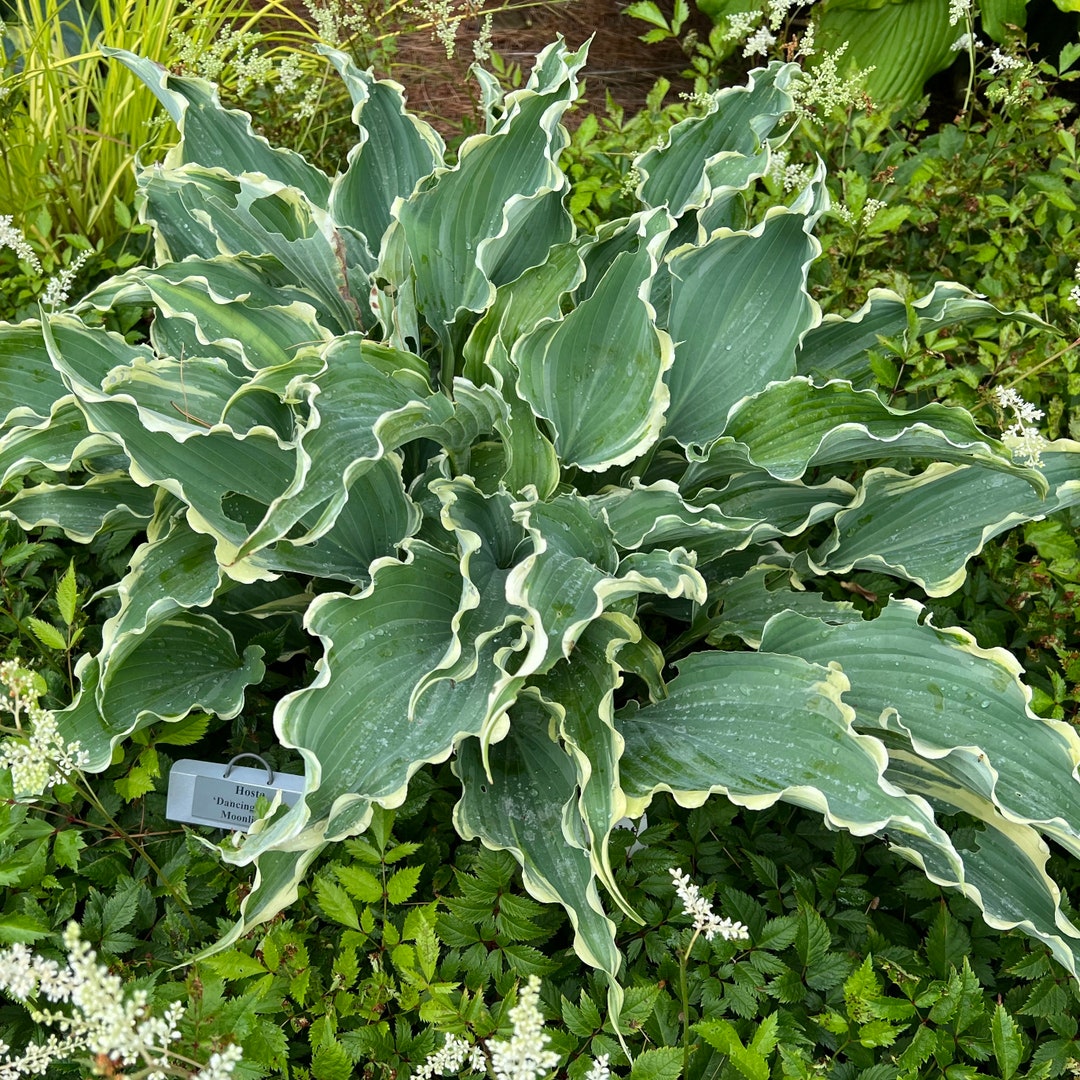 Hosta 'dancing in the Moonlight' 3" Pot Size Starter Plant - Etsy