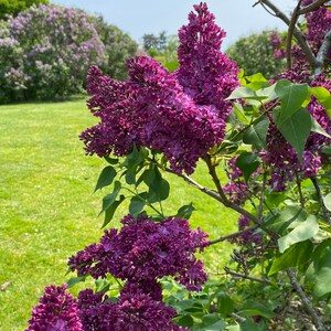 Syringa Vulgaris 'monge' Lilac Live Plant 1 Gallon Pot - Etsy