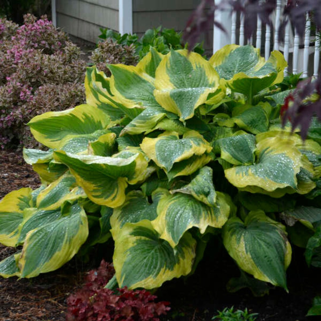 Hosta 'seducer' 3" Pot Size Starter Plant - Etsy