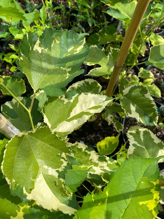 Morus Alba 'paper Dolls' Variegated Mulberry Live - Etsy