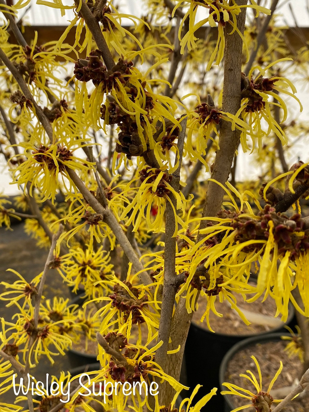 Hamamelis Mollis 'wisley Supreme' Witch Hazel - Live Plant -30” Tall ...