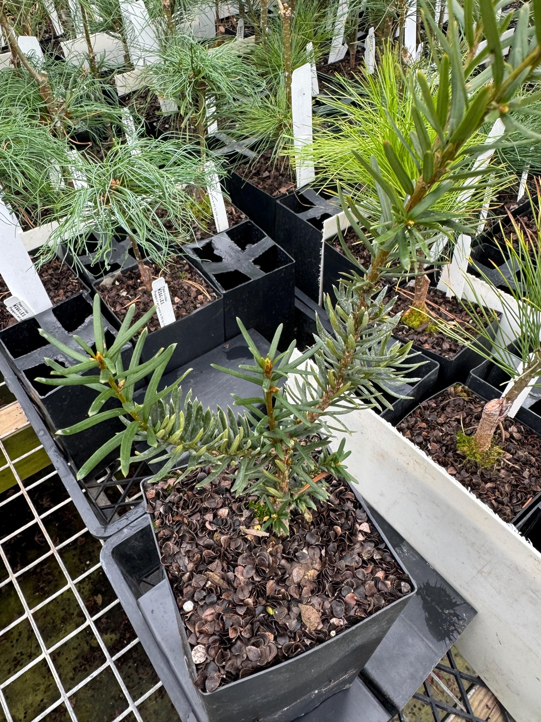 Taxus X Media 'F&F Compacta' Yew Live Plant 6 Tall - Etsy