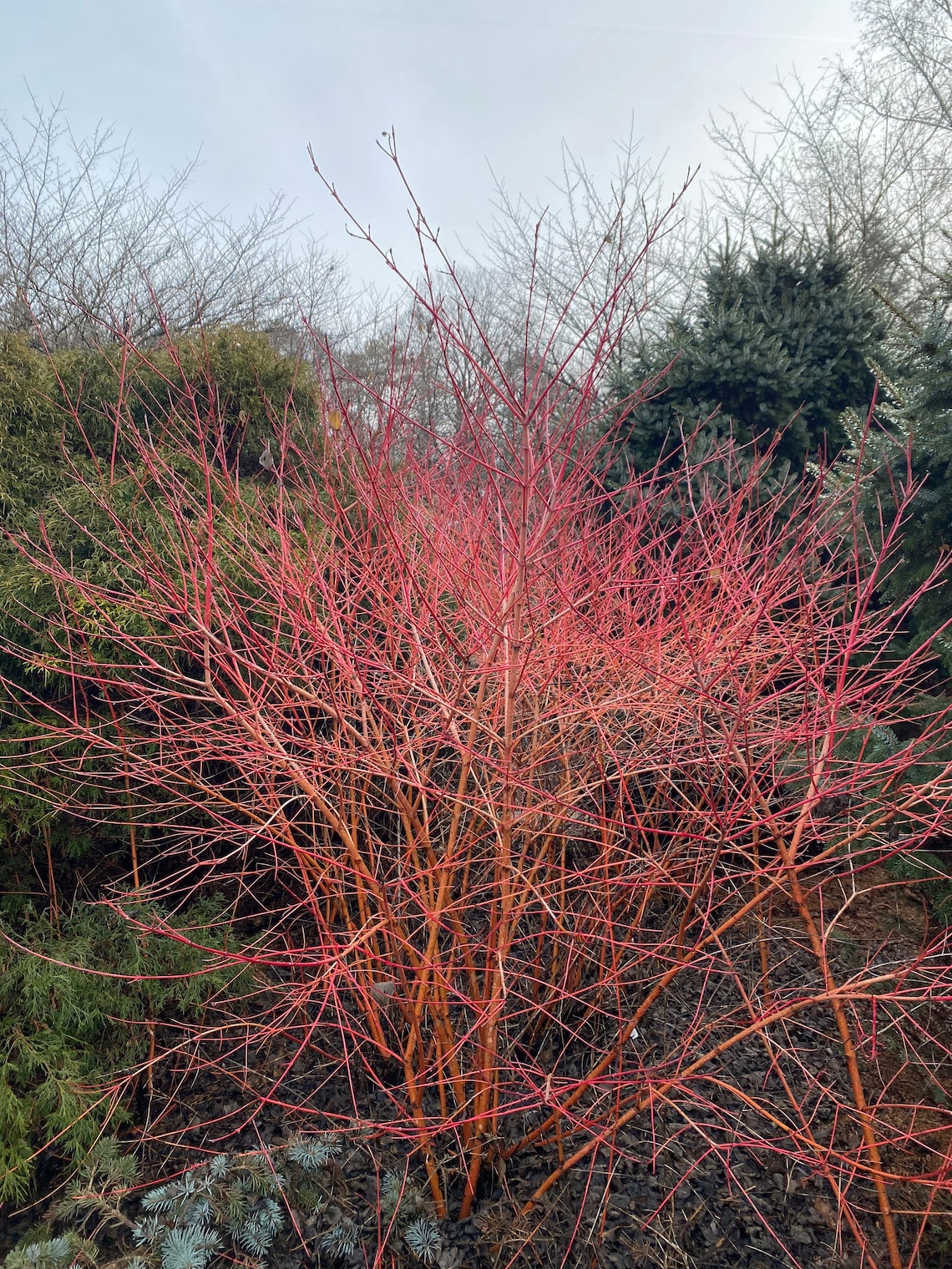 Cornus Midwinter Fire Dogwood - 1 Gallon Pot Size Plant - Etsy
