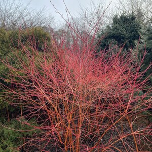 Cornus Midwinter Fire Dogwood - 1 Gallon Pot Size Plant - Etsy