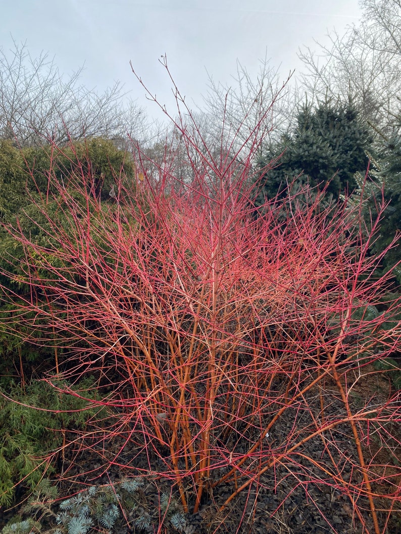 Cornus Midwinter Fire Dogwood - 1 Gallon Pot Size Plant - Etsy