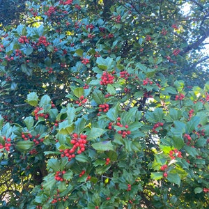 Ilex Opaca 'miss Helen' Female American Holly Live - Etsy