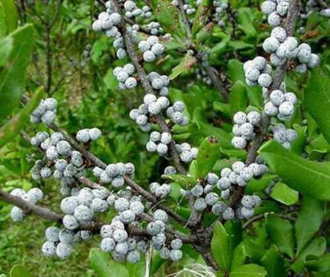 Myrica Pensylvanica Northern Bayberry 4 Pot Size - Etsy