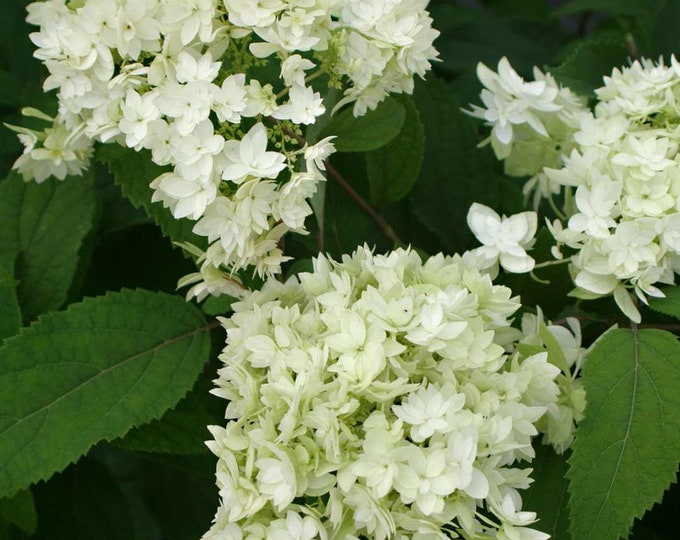 Hayes Starburst Hydrangea - Hydrangea Arborescens - 1 Gallon Pot Size ...