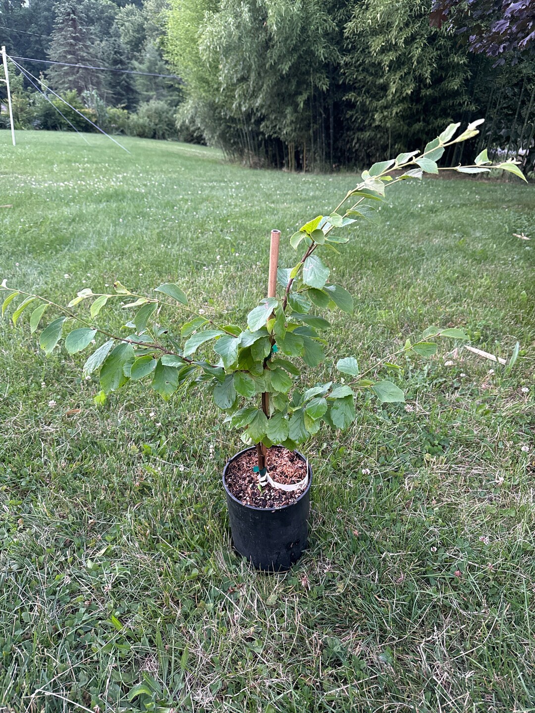 Parrotia Subaequalis - Chinese Ironwood - Live Plant - 1 Gallon Pot - Etsy