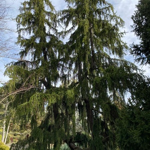 Picea Abies 'pendula' - Weeping Norway Spruce - Live Plant - 18” Tall ...