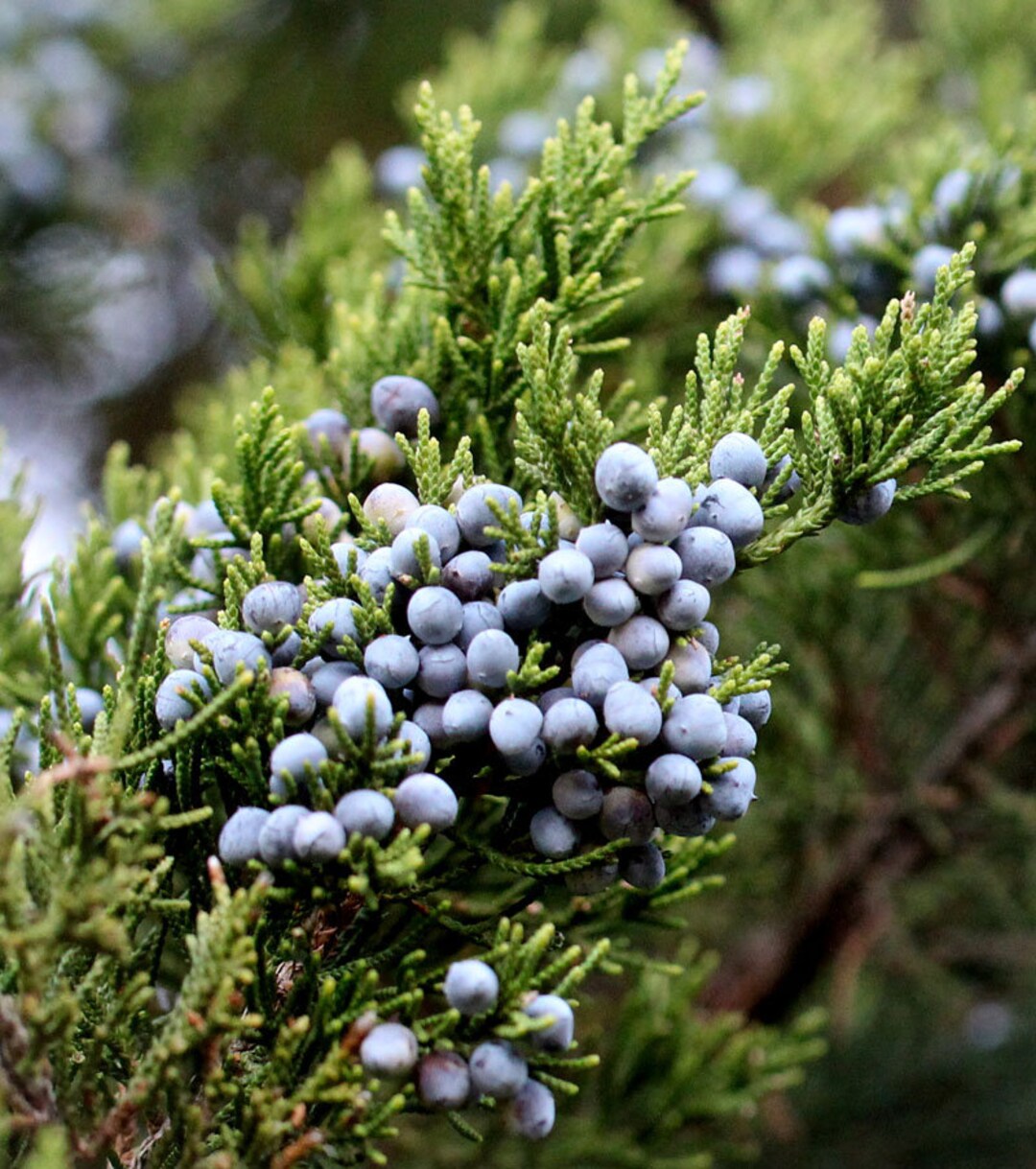 Juniperus Virginiana - Eastern Red Cedar - 1 Gallon Pot Size Plant - Etsy