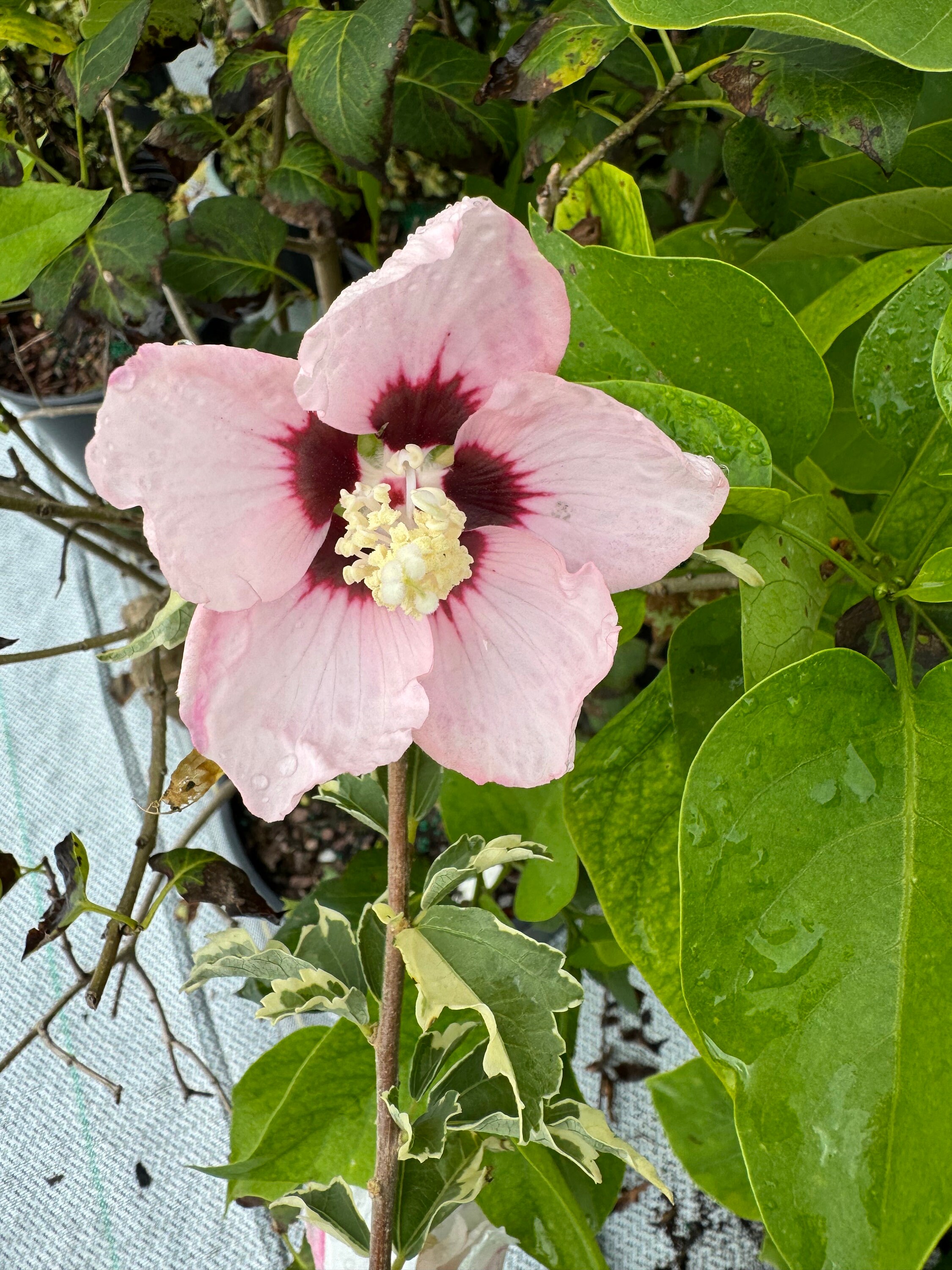 Hillis Variegated Rose of Sharon - Hibiscus Syriacus - 1 Gallon Pot ...