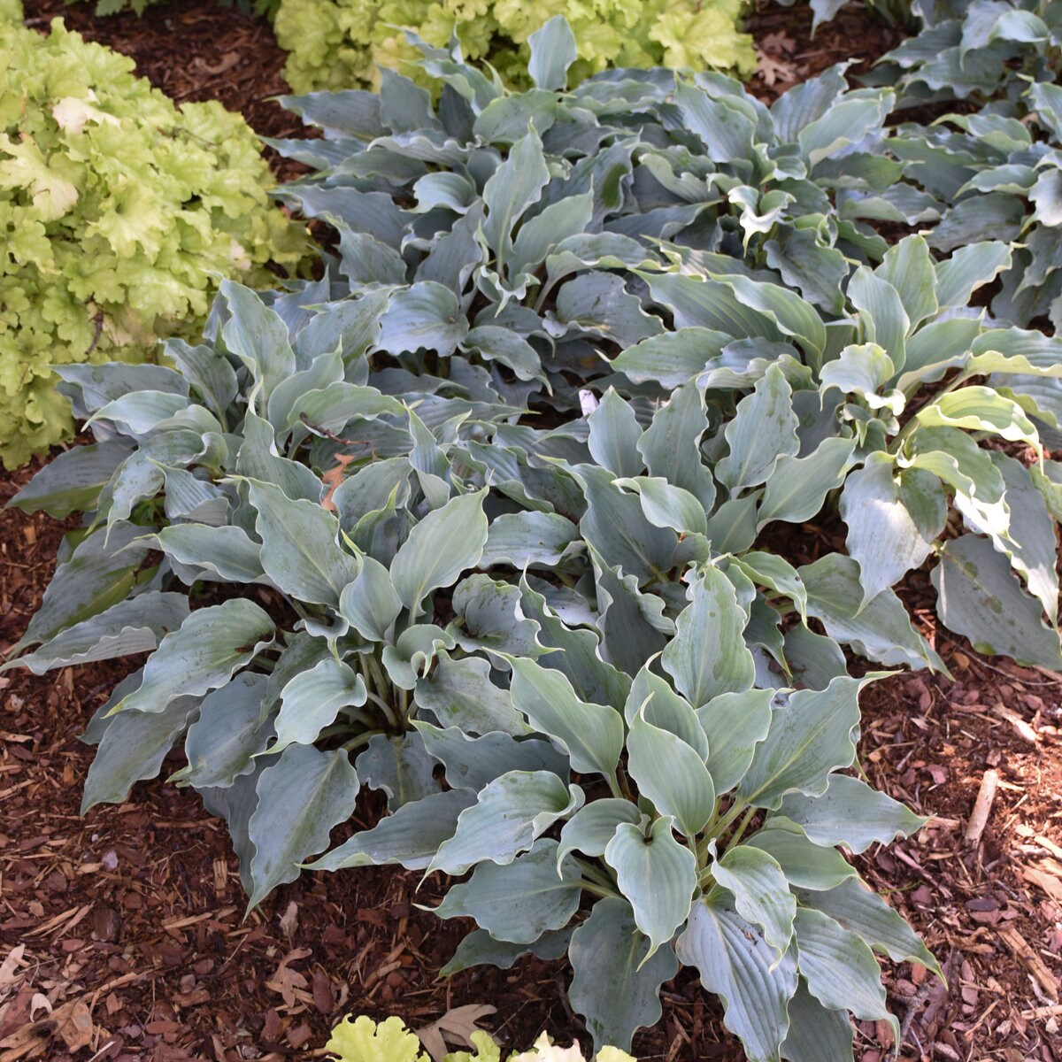 Hosta 'waterslide' 3 Pot Size Starter Plant - Etsy