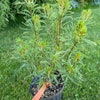 Cedrus Deodara 'feeling Blue' - Deodar Cedar - 12" Tall - 1 Gallon Pot ...