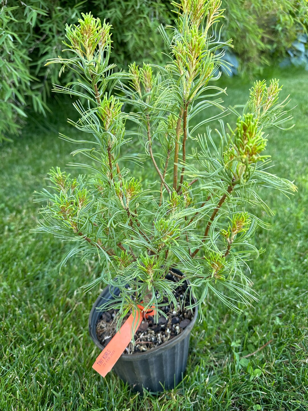 Pinus Strobus 'tiny Kurls' White Pine - Live Plant - 1 Gallon Pot - Etsy