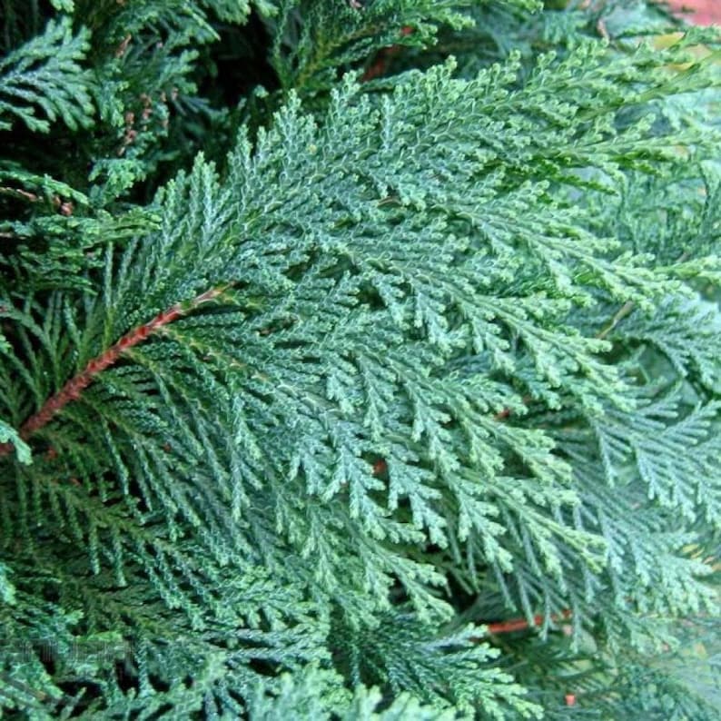 Chamaecyparis Lawsoniana alumii Lake Erie Blue Cypress - Etsy