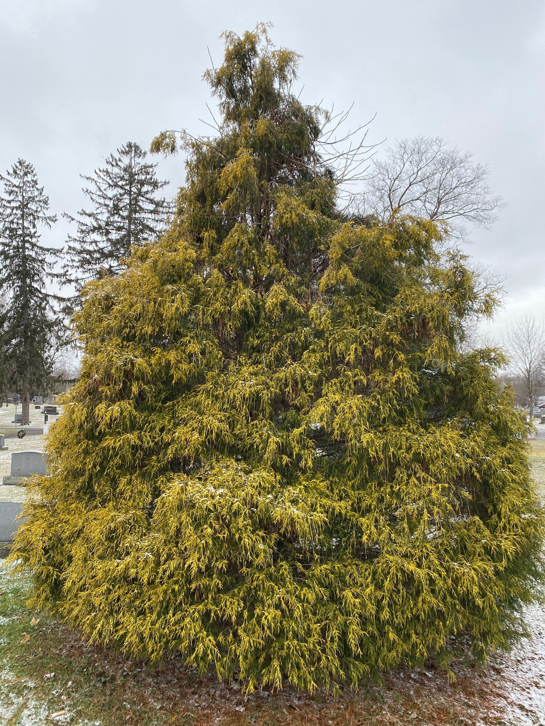 Are Golden Mophead Cypress Safe To Dogs