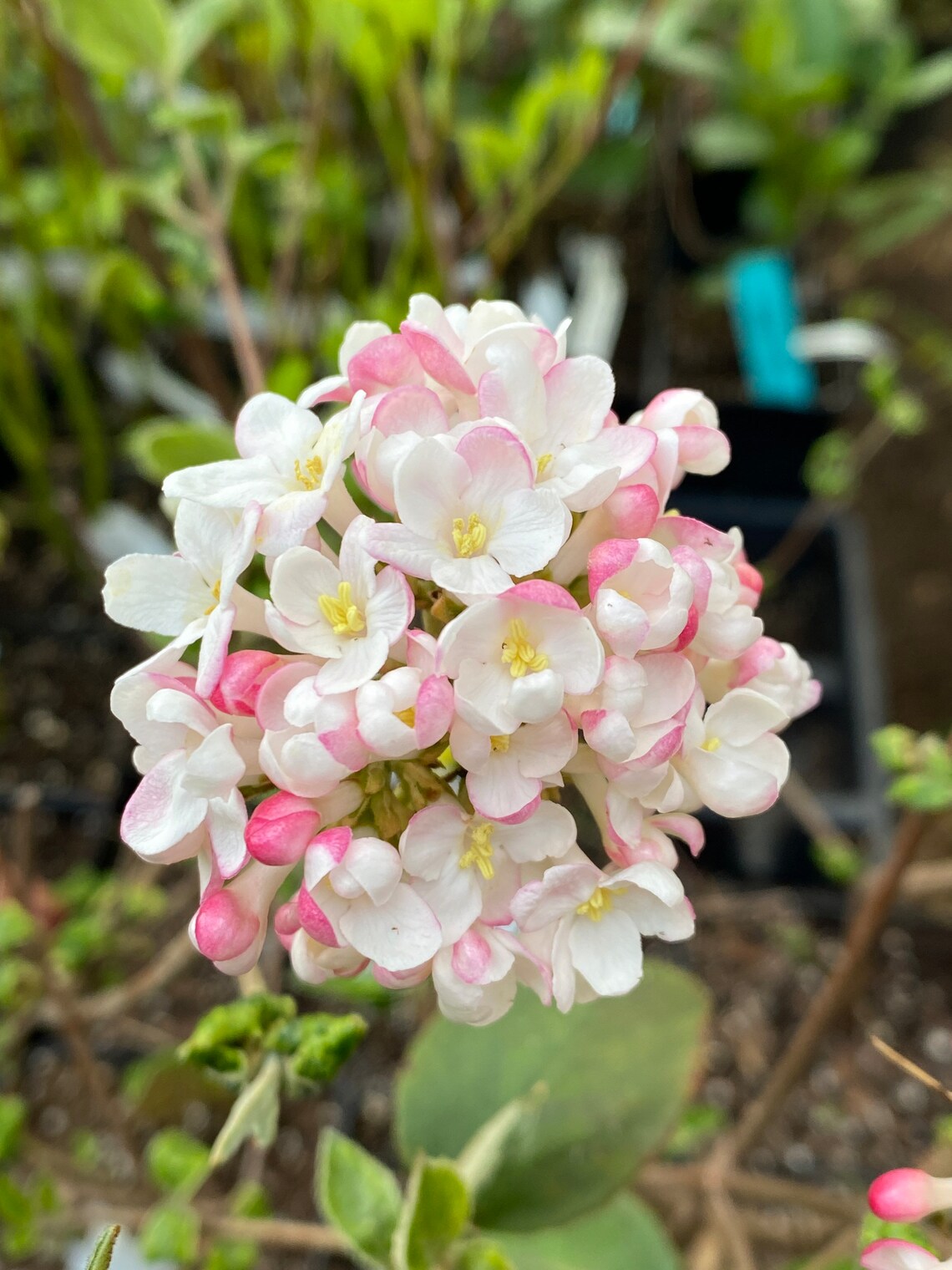 Viburnum × Burkwoodii 'mohawk' - Burkwood Viburnum - Live Plant - 4 ...