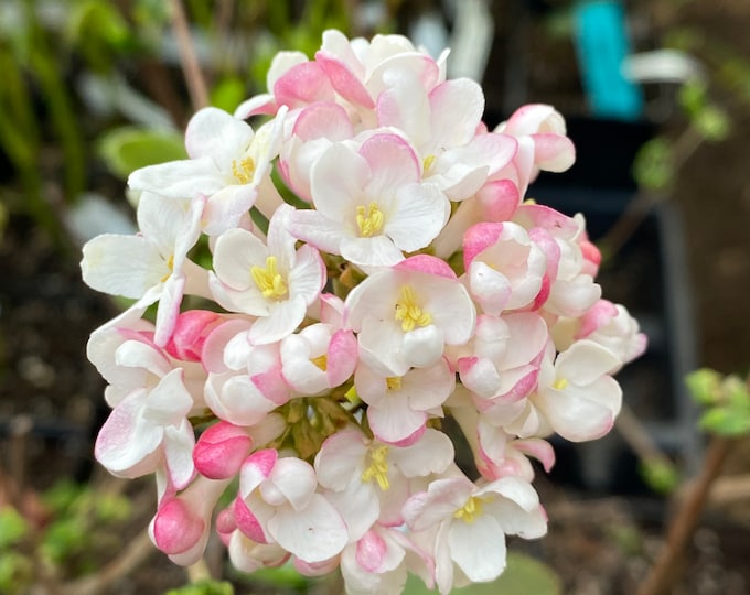 Viburnum × Burkwoodii 'mohawk' - Burkwood Viburnum - Live Plant - 4 ...