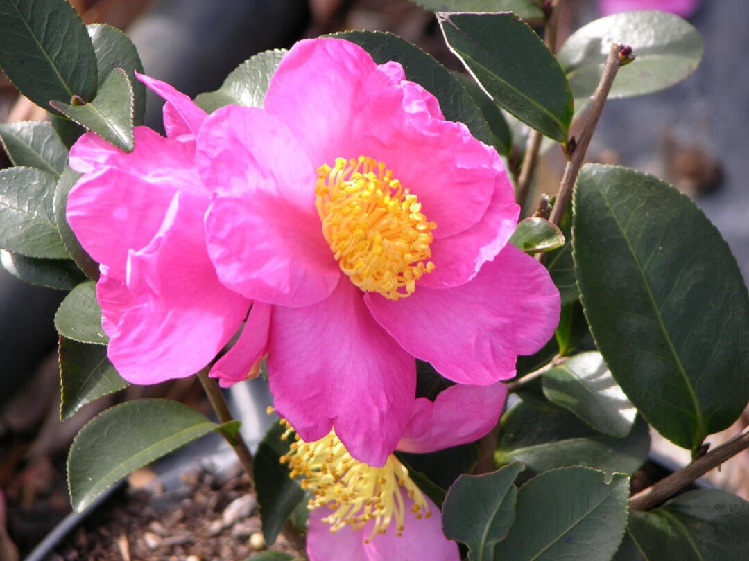 Camellia Sasanqua 'pink Serenade' - Fall Blooming Camellia - 3 Gallon ...