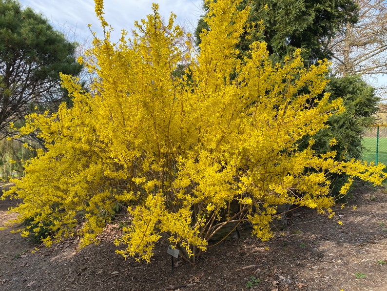 Forsythia X Intermedia 'fiesta' Variegated Forsythia - Etsy