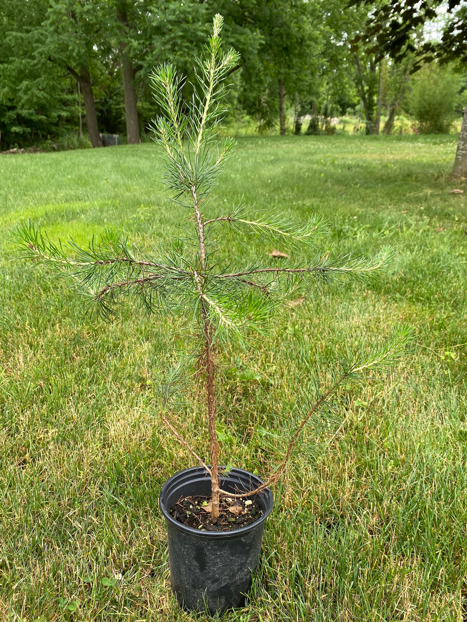 Pinus Virginiana - Virginia Pine - Native Tree - 12” Tall - 1 Gallon ...