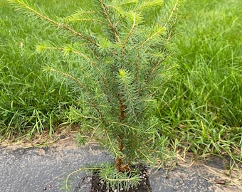 Picea Omorika 'sky Trails' Serbian Spruce 12 Tall 1 Gallon Pot - Etsy
