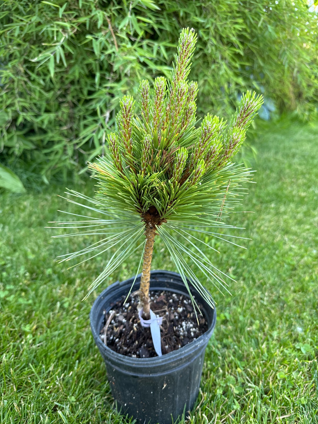 Pinus Resinosa 'don Smith' - Red Pine - Live Plant - 1 Gallon Pot - Etsy
