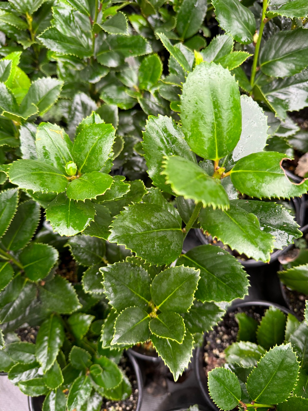 Ilex X 'conty' - Hybrid Holly - 1 Gallon Pot - Etsy