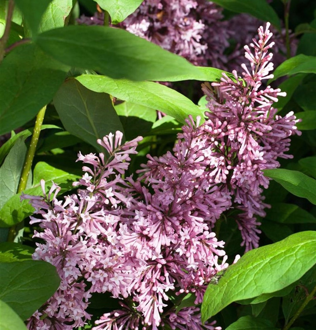 Syringa X Prestoniae 'james Macfarlane' Lilac - Live Plant - 2 Gallon Pot - Etsy