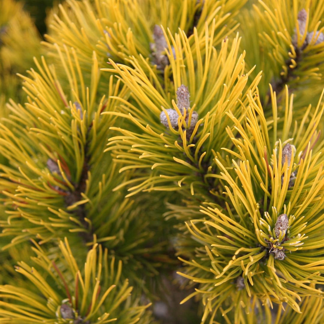Pinus Mugo 'carsten's Wintergold' - Mugo Pine - 10" Tall - 1 Gallon Pot ...
