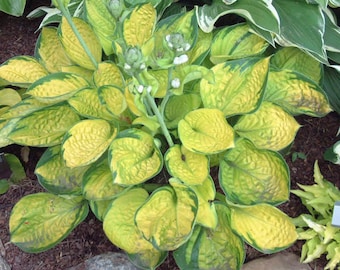 Hosta 'happy Dayz' 3 Pot Size Starter Plant - Etsy