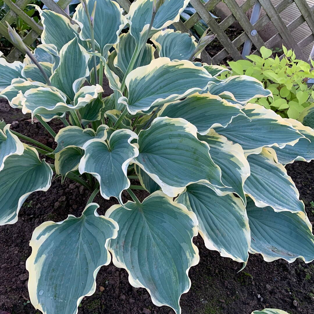 Hosta 'hope Springs Eternal' 3" Pot Size Starter Plant - Etsy