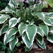 Hosta 'hope Springs Eternal' 3 Pot Size Starter Plant - Etsy