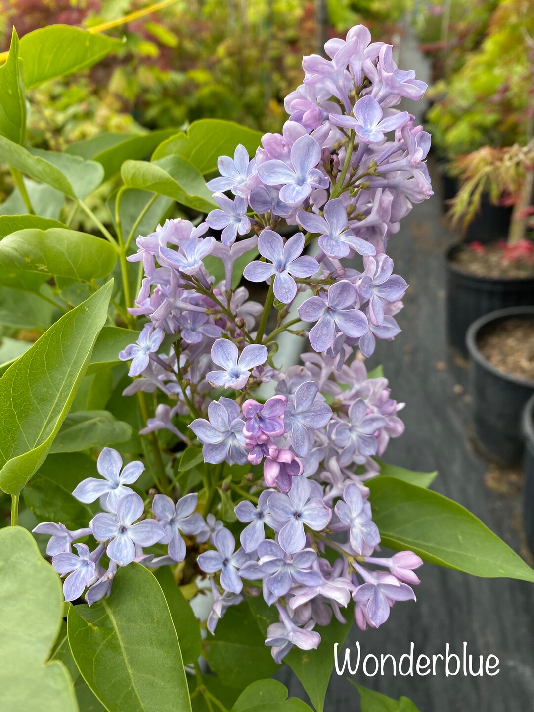 Syringa Vulgaris 'wonderblue' Lilac - Blue Flowering Lilac - Live Plant ...