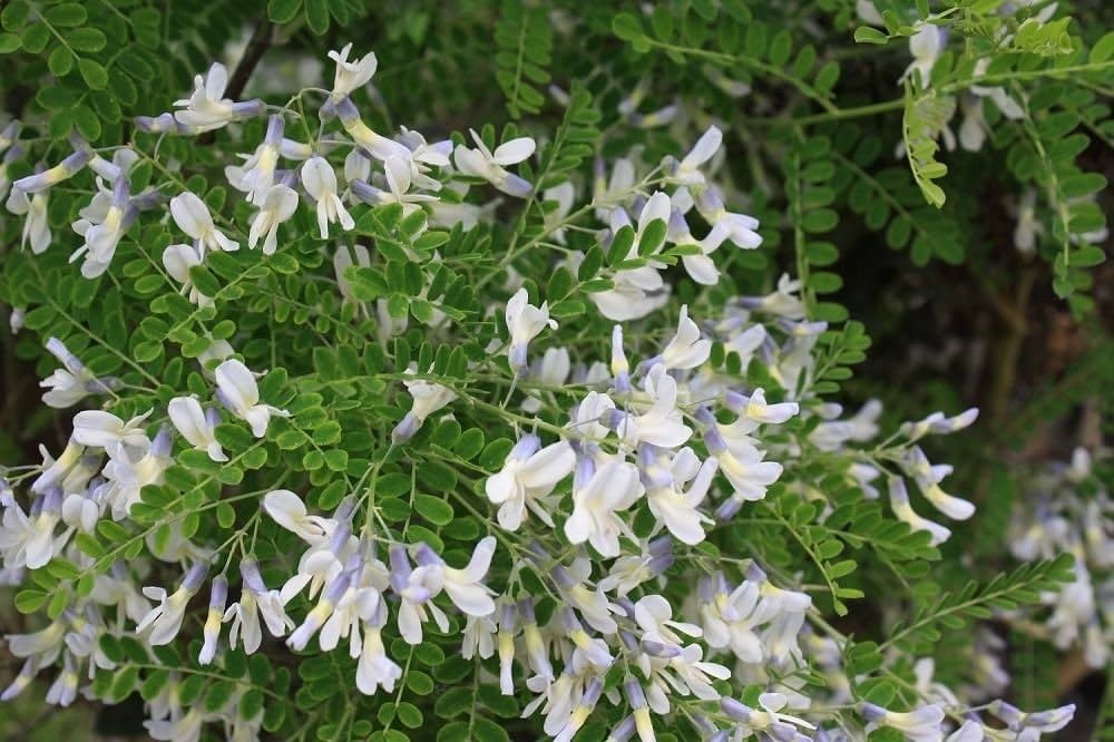 Sophora Davidii - Shrub Pagoda Tree - Live Plant - 2 Gallon Pot - Etsy