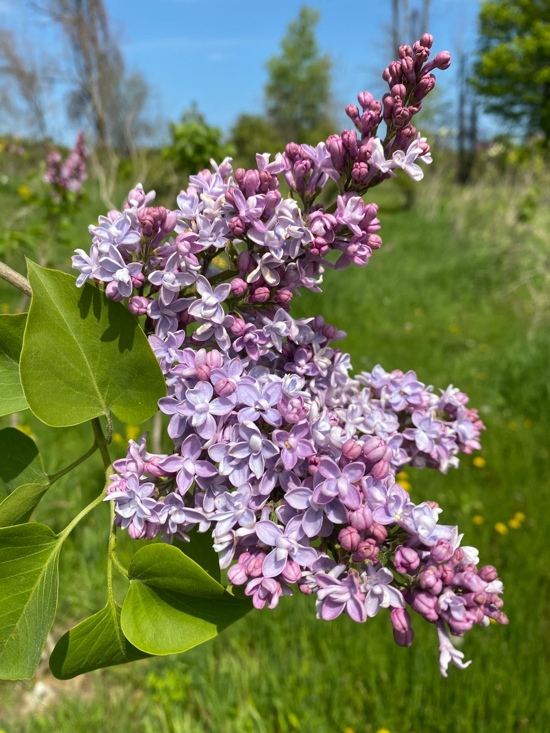 Syringa Vulgaris 'president Grevy' Lilac - Flowering Lilac - Live Plant ...