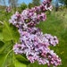 Syringa X Lacinata Cutleaf Lilac Live Plant 12 Tall 4 Pot - Etsy