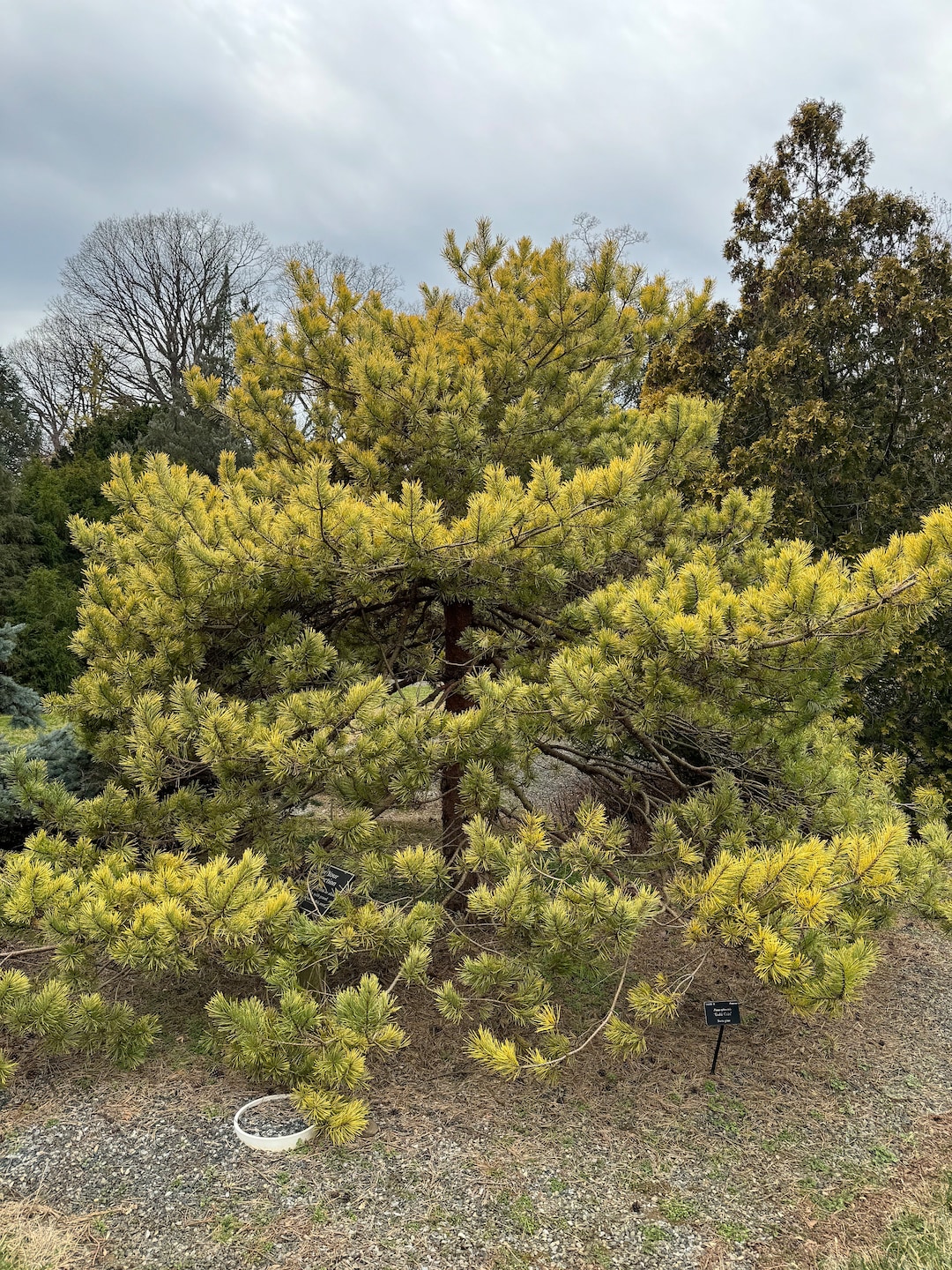 Pinus Sylvestris 'gold Coin' Scots Pine - Live Plant - 12” Tall - 1 ...
