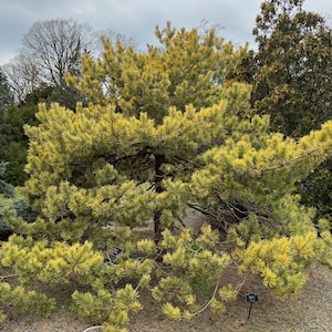Pinus Sylvestris 'gold Coin' Scots Pine - Live Plant - 12” Tall - 1 ...