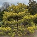 Pinus Sylvestris 'gold Coin' Scots Pine - Live Plant - 12” Tall - 1 ...