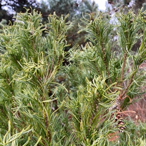 Pinus Strobus 'mini Twists' White Pine Live Plant 1 Gallon Pot - Etsy