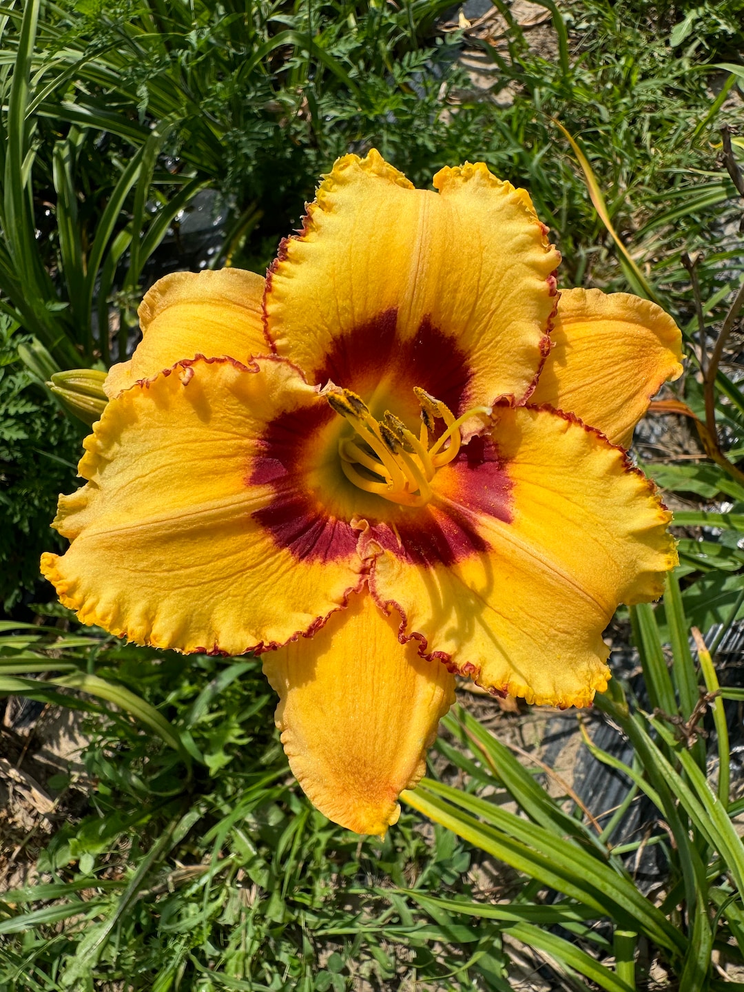 Hemerocallis 'two Part Harmony' Daylily - 3 Bare Root Plants - Etsy