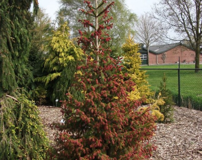 Picea Abies 'rubra Spicata' Norway Spruce 12 Tall 1 Gallon Pot - Etsy