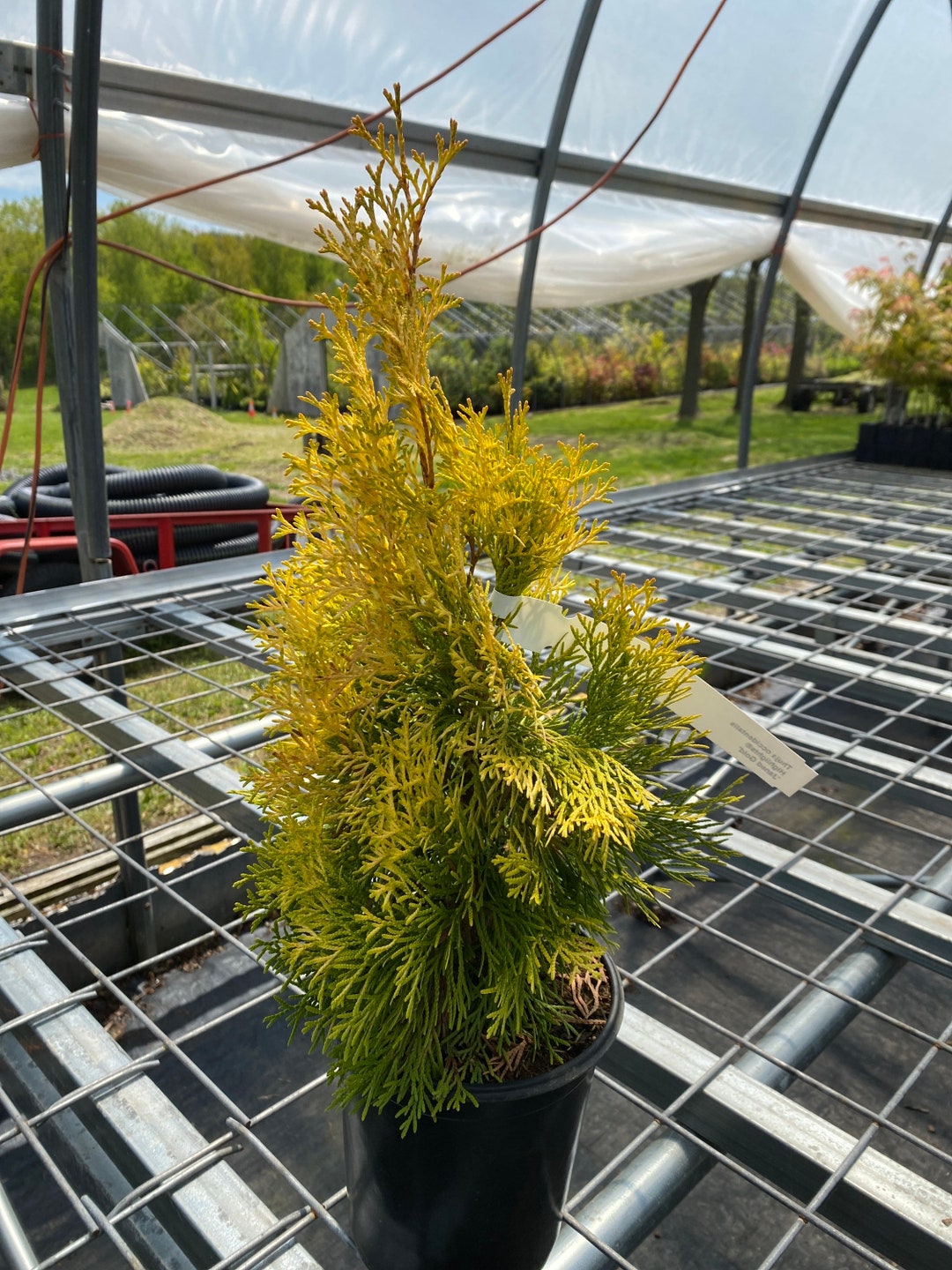 Thuja Occidentalis 'janed Gold' Globe Arborvitae - Etsy