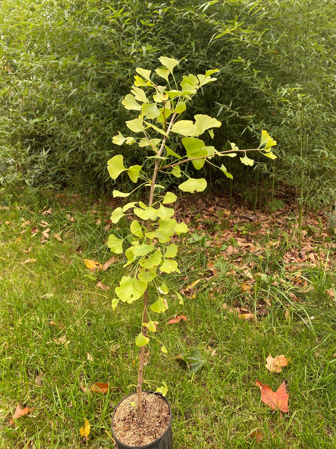 Ginkgo Biloba 'elmwood' Columnar Male Ginkgo Tree - Etsy