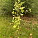 Ginkgo Biloba 'elmwood' Columnar Male Ginkgo Tree Live Plant 18 Tall 1 ...
