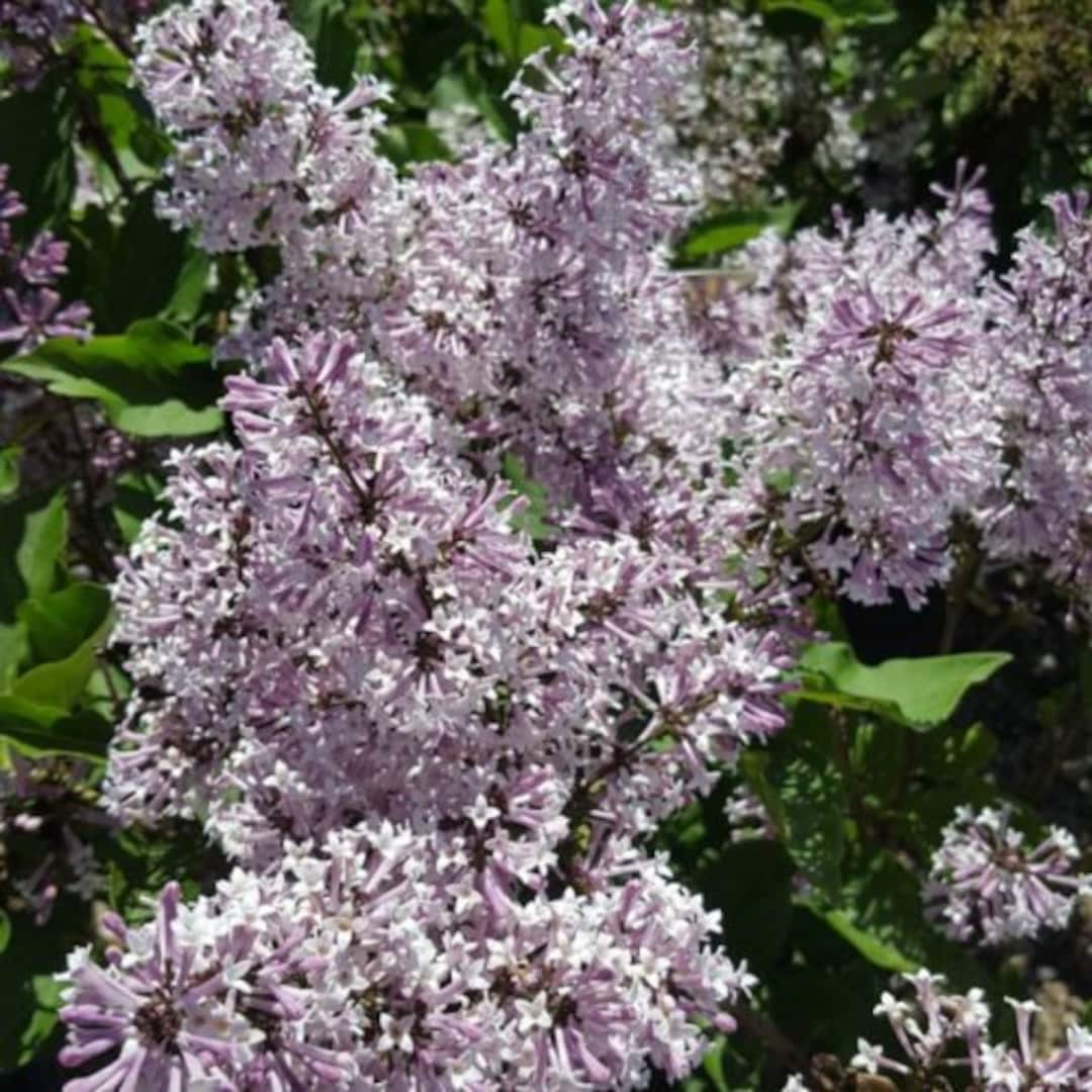 Miss Kim Korean Lilac Syringa Pubescens Subsp. Patula 'miss Kim' Live ...