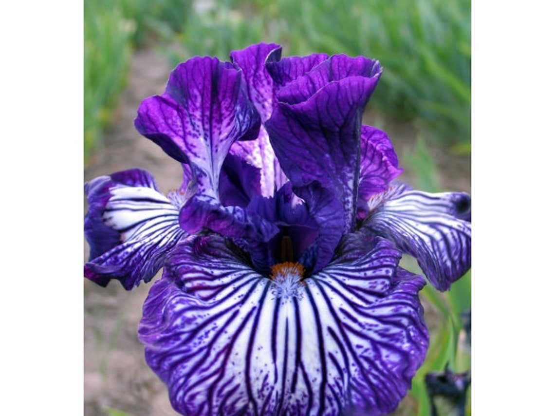 Iris 'line Drive' - Bearded Iris - 3 Pack - #1 Grade Rhizome - Etsy