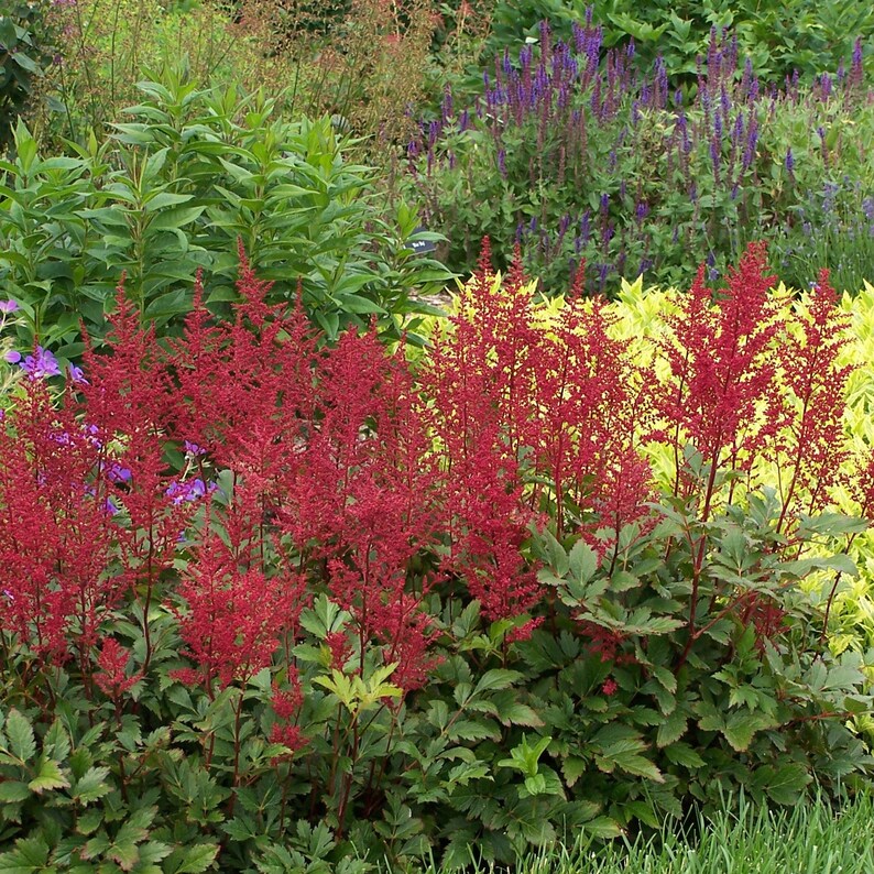 Astilbe 'red Sentinel' 3 Bare Root Plants - Etsy